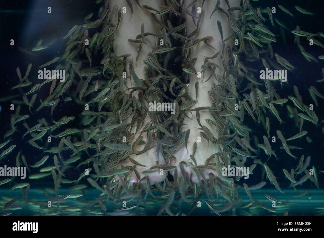 Peeling garra rufa fish hi-res stock photography and images - Alamy