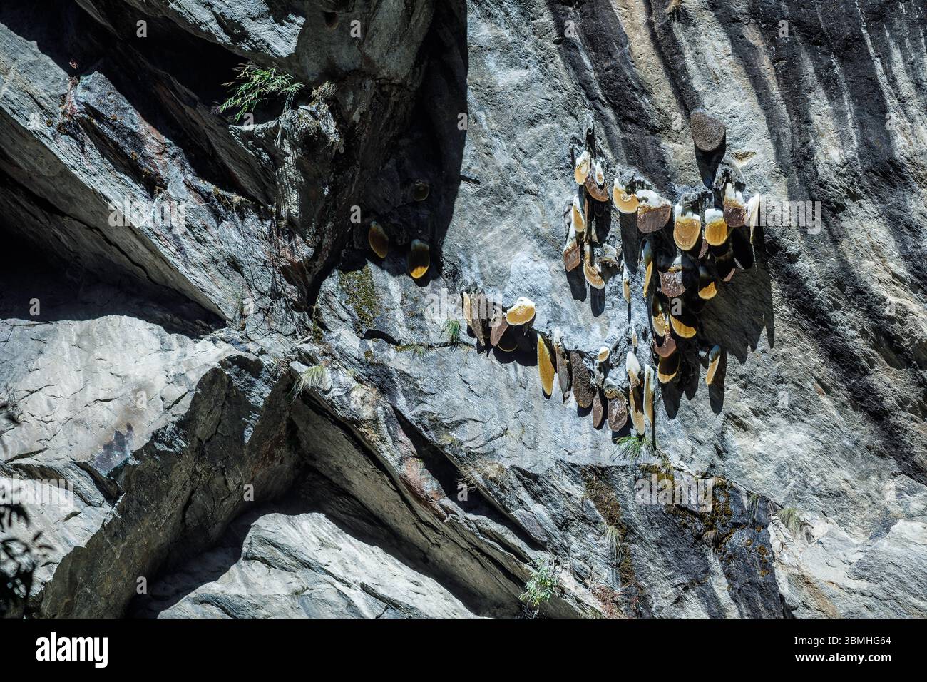 Himalayan mountain bees hi-res stock photography and images - Alamy
