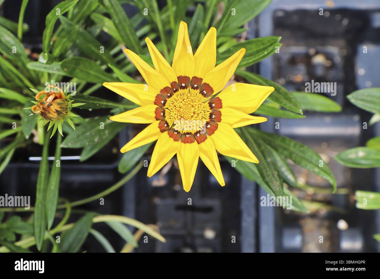 Orange african daisy osteospermum hi-res stock photography and images ...