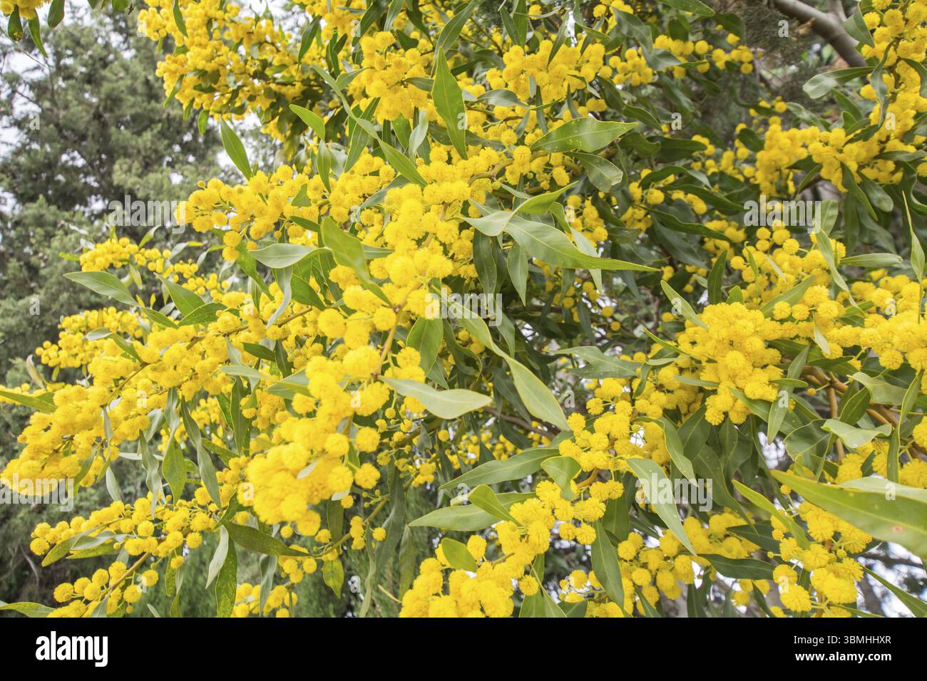 Acacia dealbata flower (silver wattle, blue wattle or mimosa Stock ...