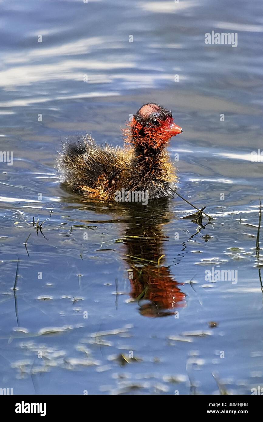 Coot wild water bird hi-res stock photography and images - Alamy