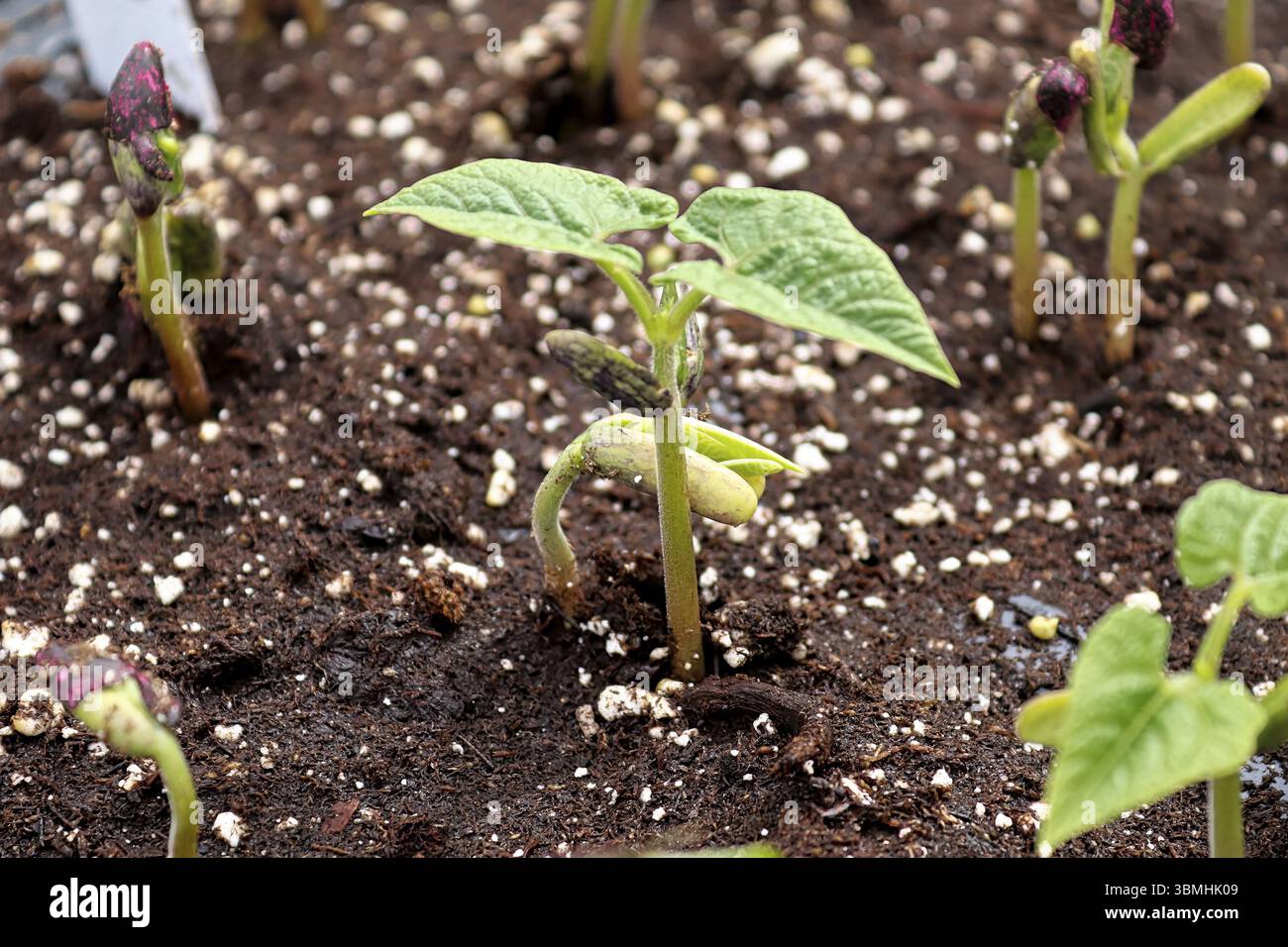 Roma beans hi-res stock photography and images - Alamy