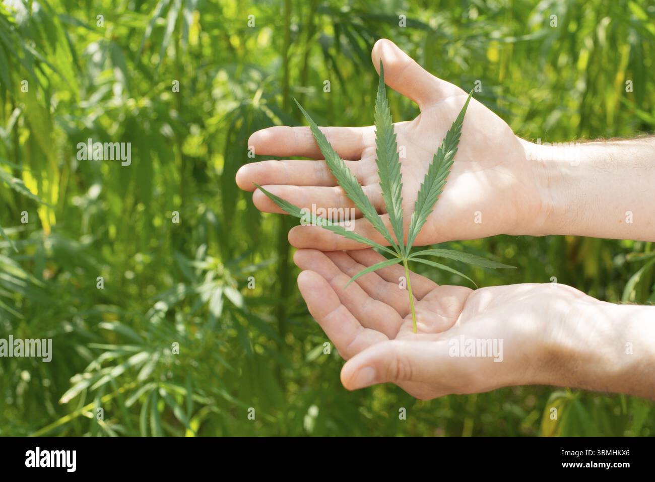 Male caucasian hands hold marijuana leaves on hemp stalks background ...
