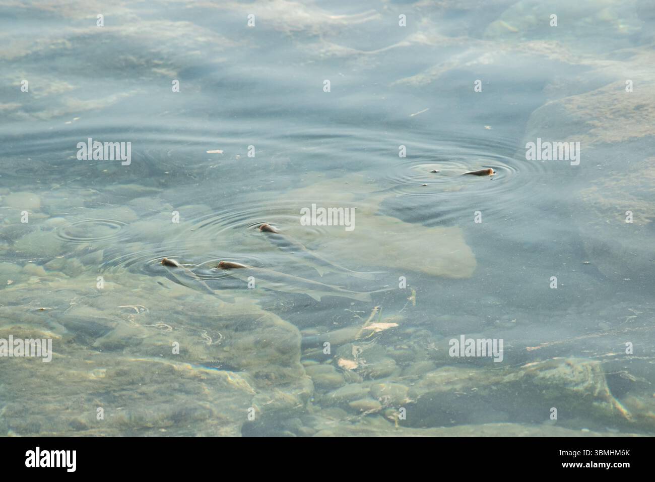 Small fish feed on dead phytoplankton in clear, warm coastal waters ...