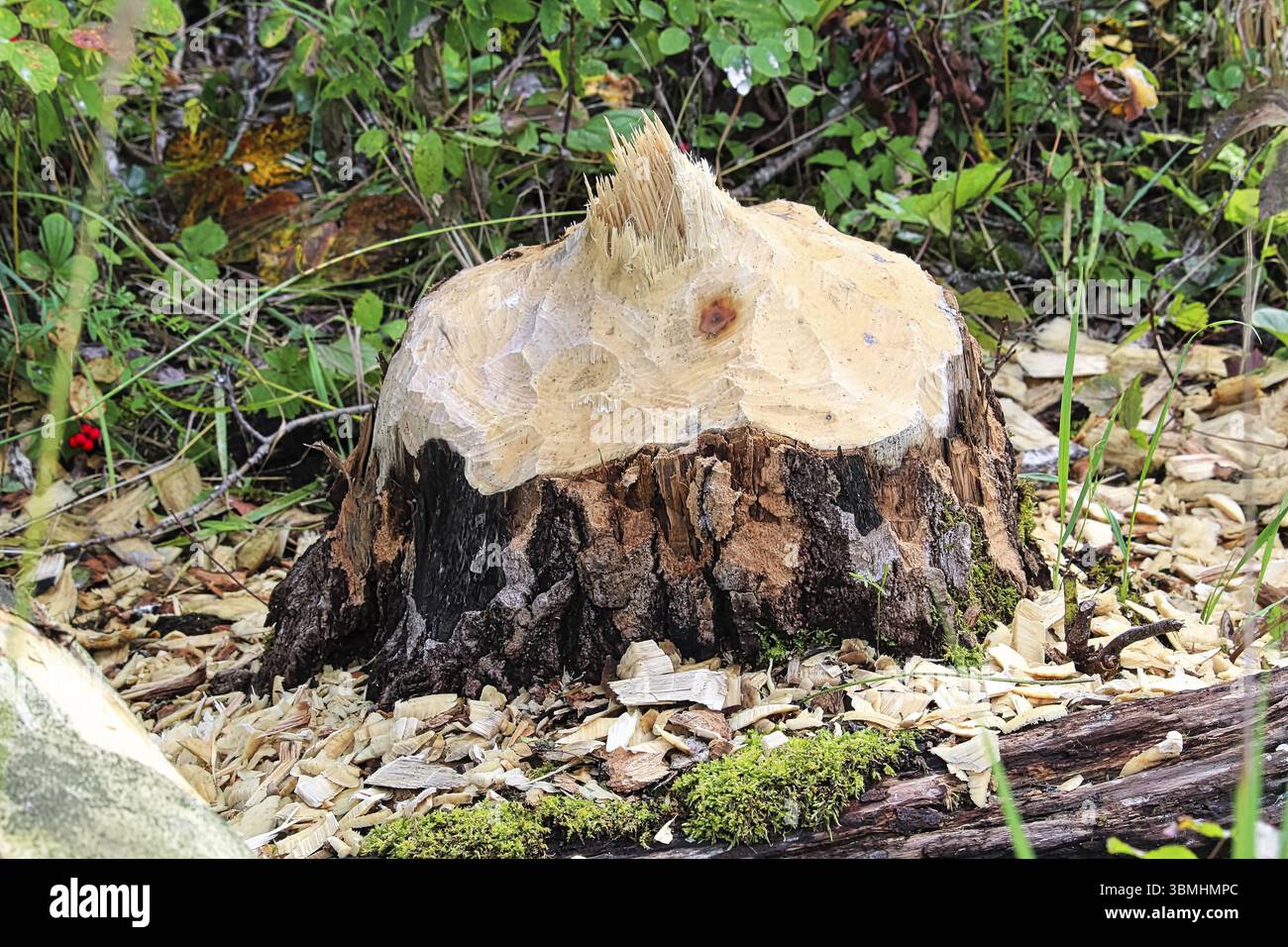 Close up beaver dam hi-res stock photography and images - Alamy