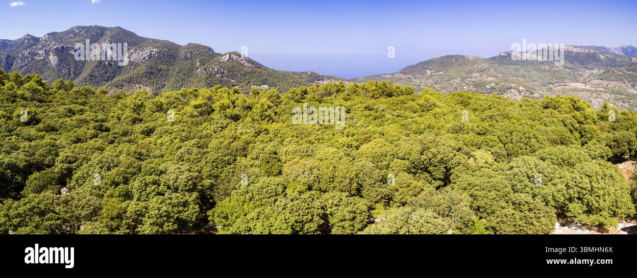 Bosque de Son Ferra, Quercus ilex, Esporles, sierra de Tramuntana ...