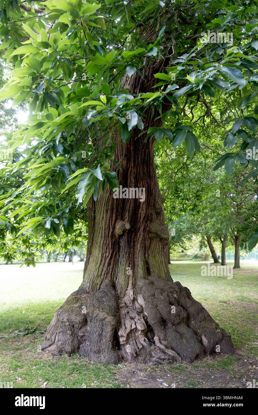 Large old Sweet Chestnut tree, Allesley Park, Coventry, West Midlands ...