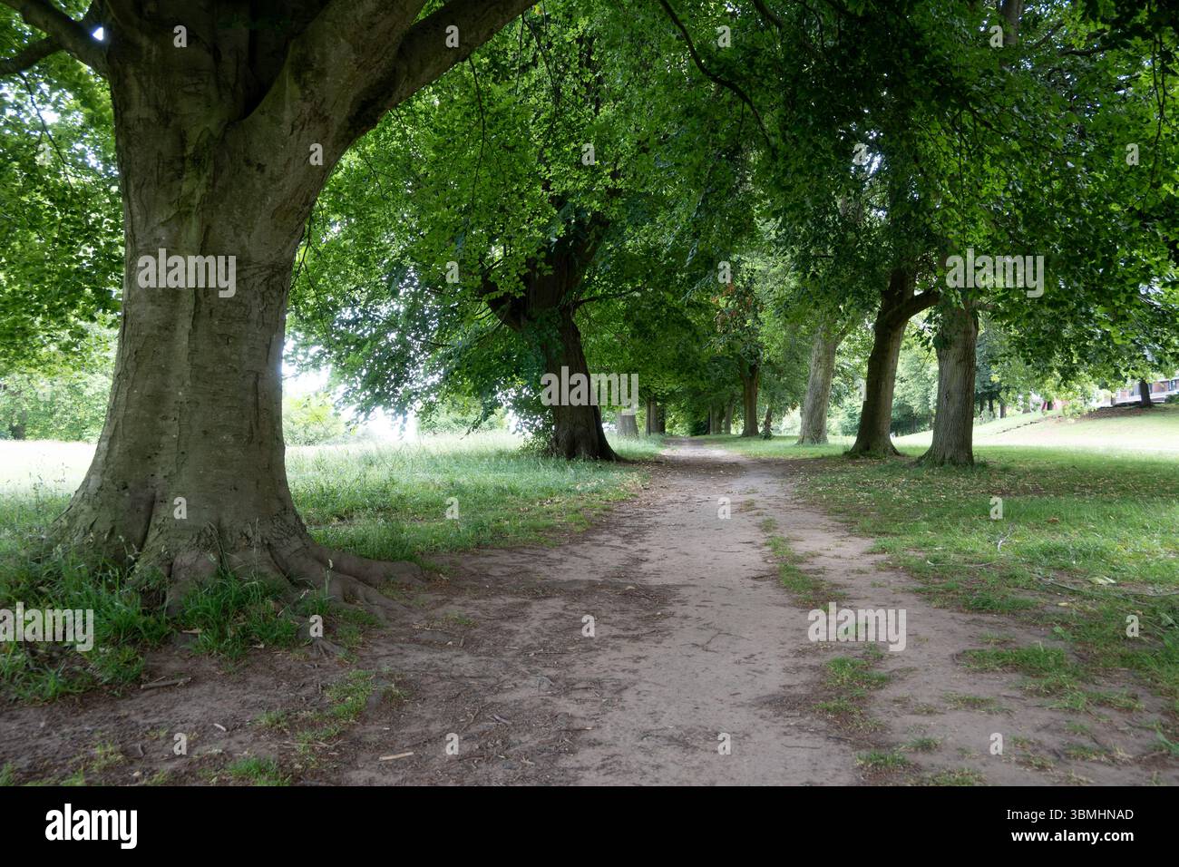 Tree-lined pathway in Allesley Park in summer, Coventry, West Midlands ...