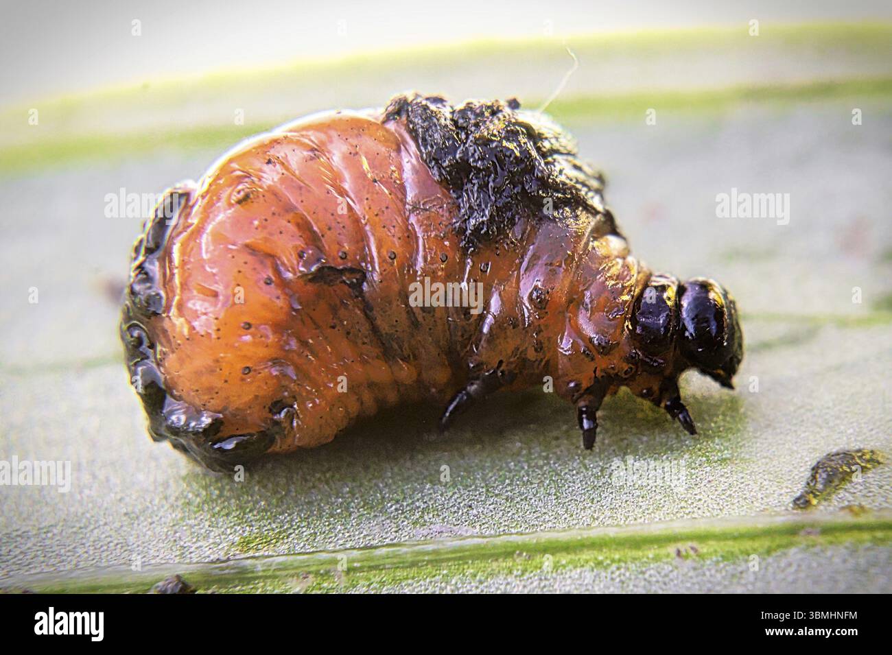 Macro side view of a red lily beetle larva Stock Photo - Alamy