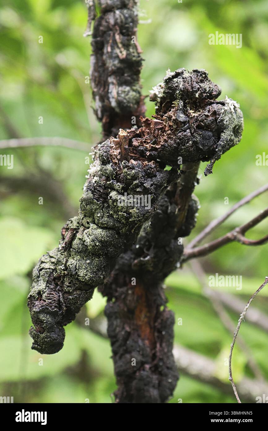 Cherry knot hi-res stock photography and images - Alamy