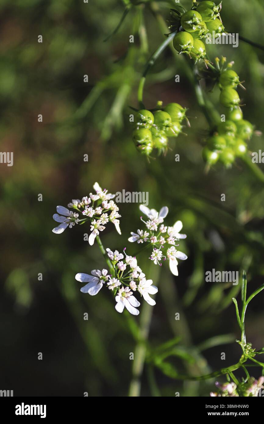Vertical photo of cilantro seeds pods and flowers in the garden Stock ...