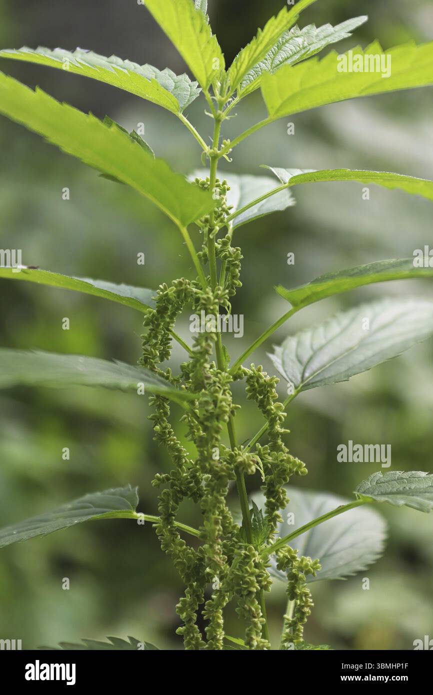 Burn hazel hi-res stock photography and images - Alamy