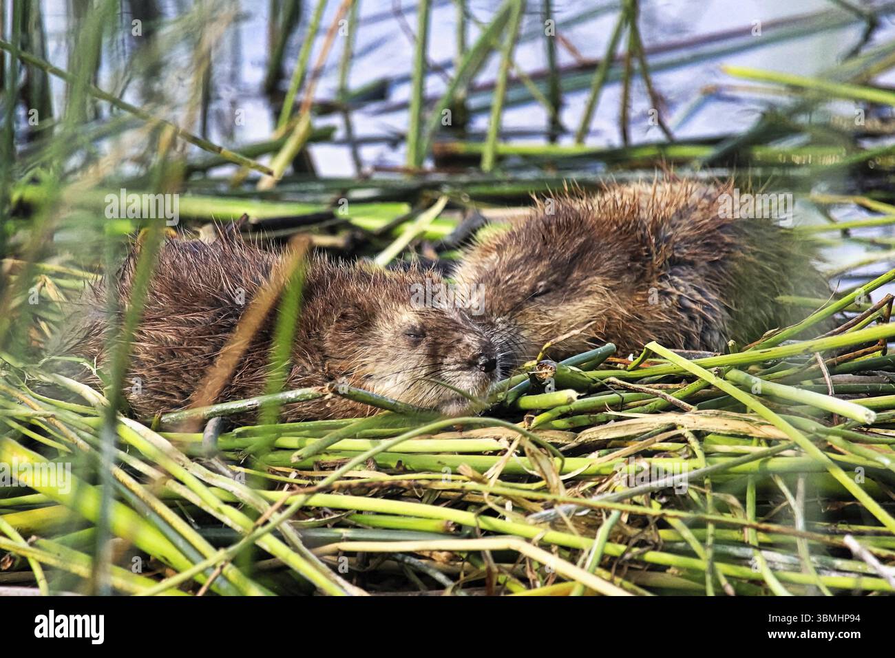 Two young muskrats sleep on reed mounds in the summer Stock Photo - Alamy