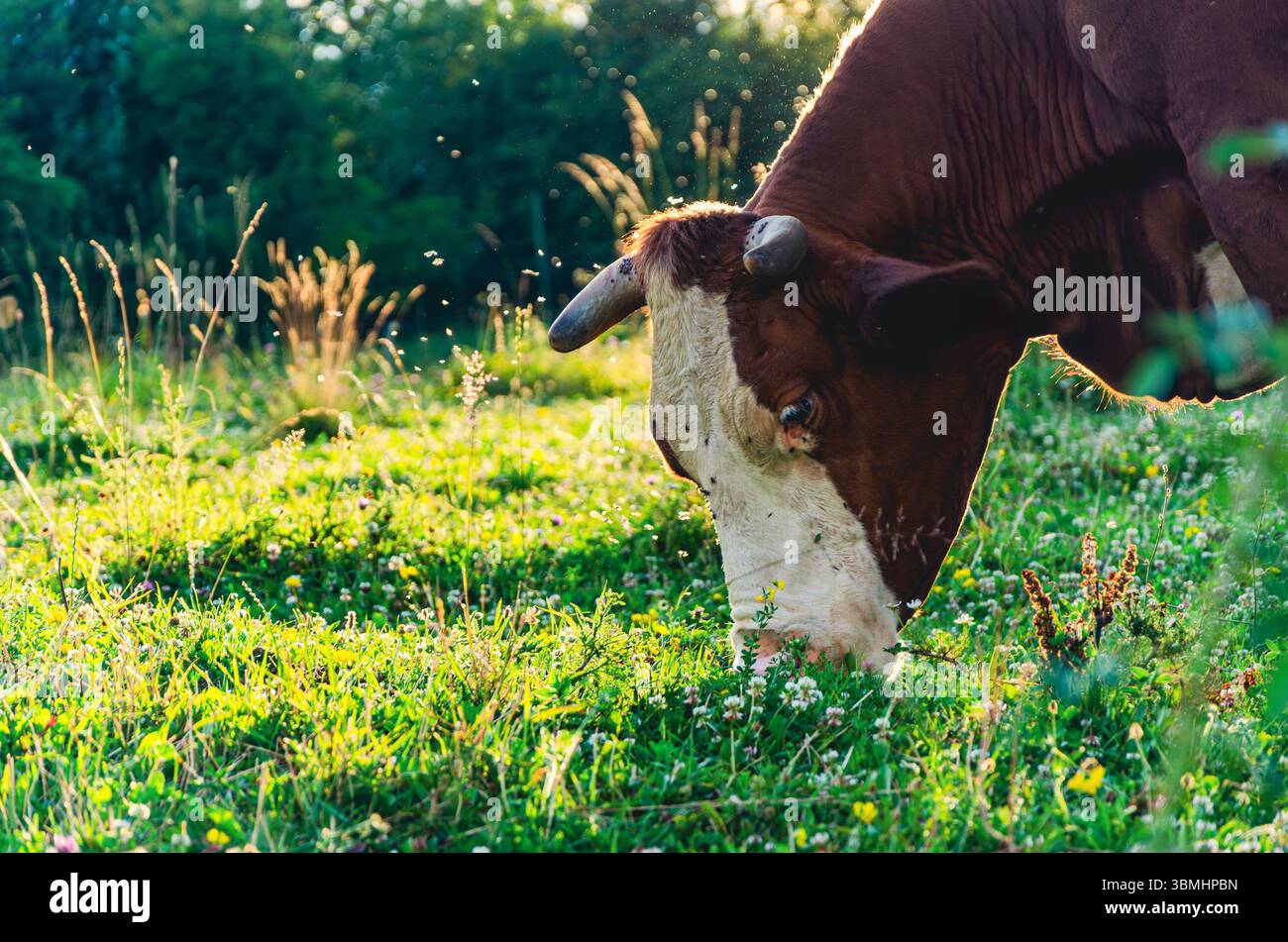 A cow is eating grass in a field. The cow has a white patch on its face ...
