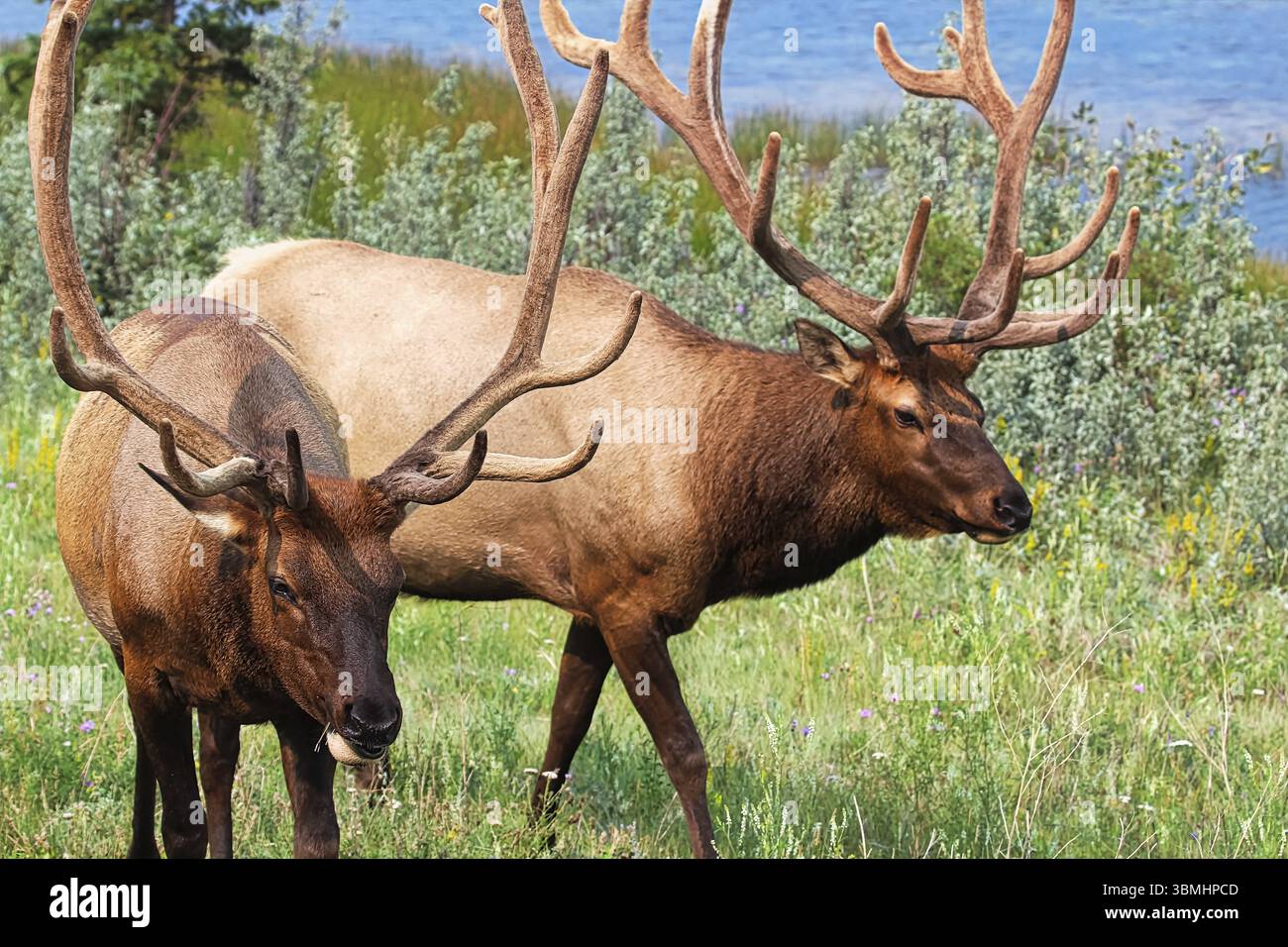Portraits reproduction hi-res stock photography and images - Alamy