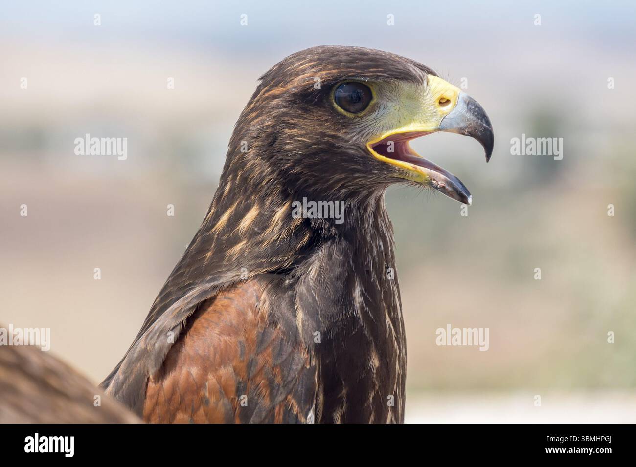 Golden eagle resting in the sun with open beak Stock Photo - Alamy