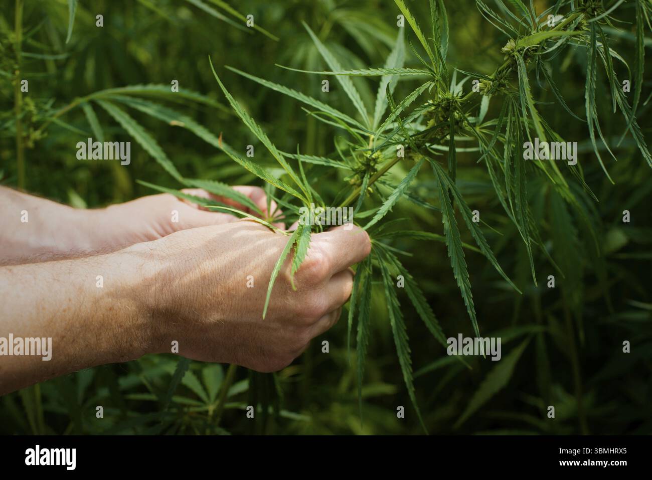 Male caucasian hands hold marijuana leaves on hemp stalks background ...