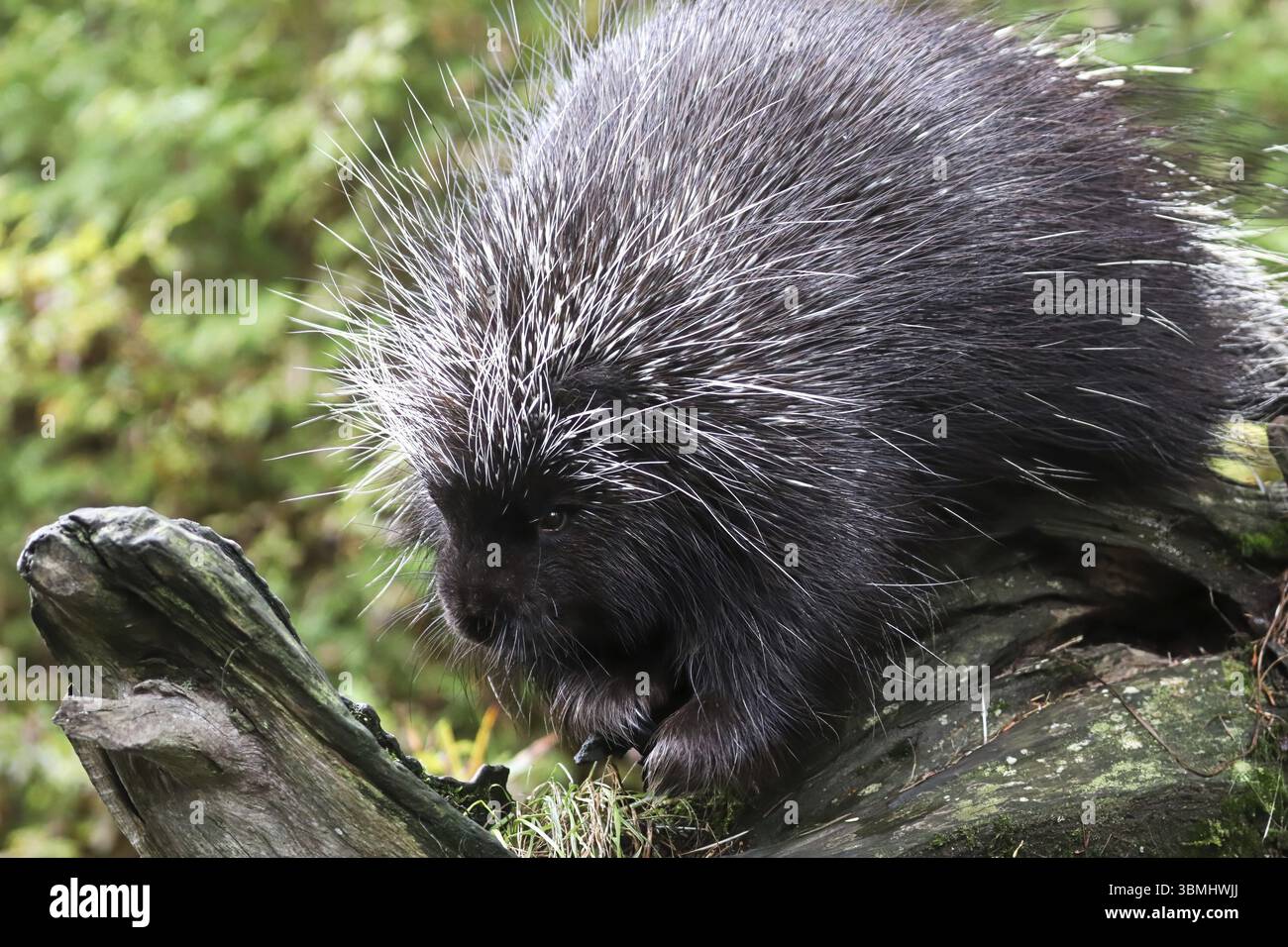 Porcupine quill close up hi-res stock photography and images - Alamy