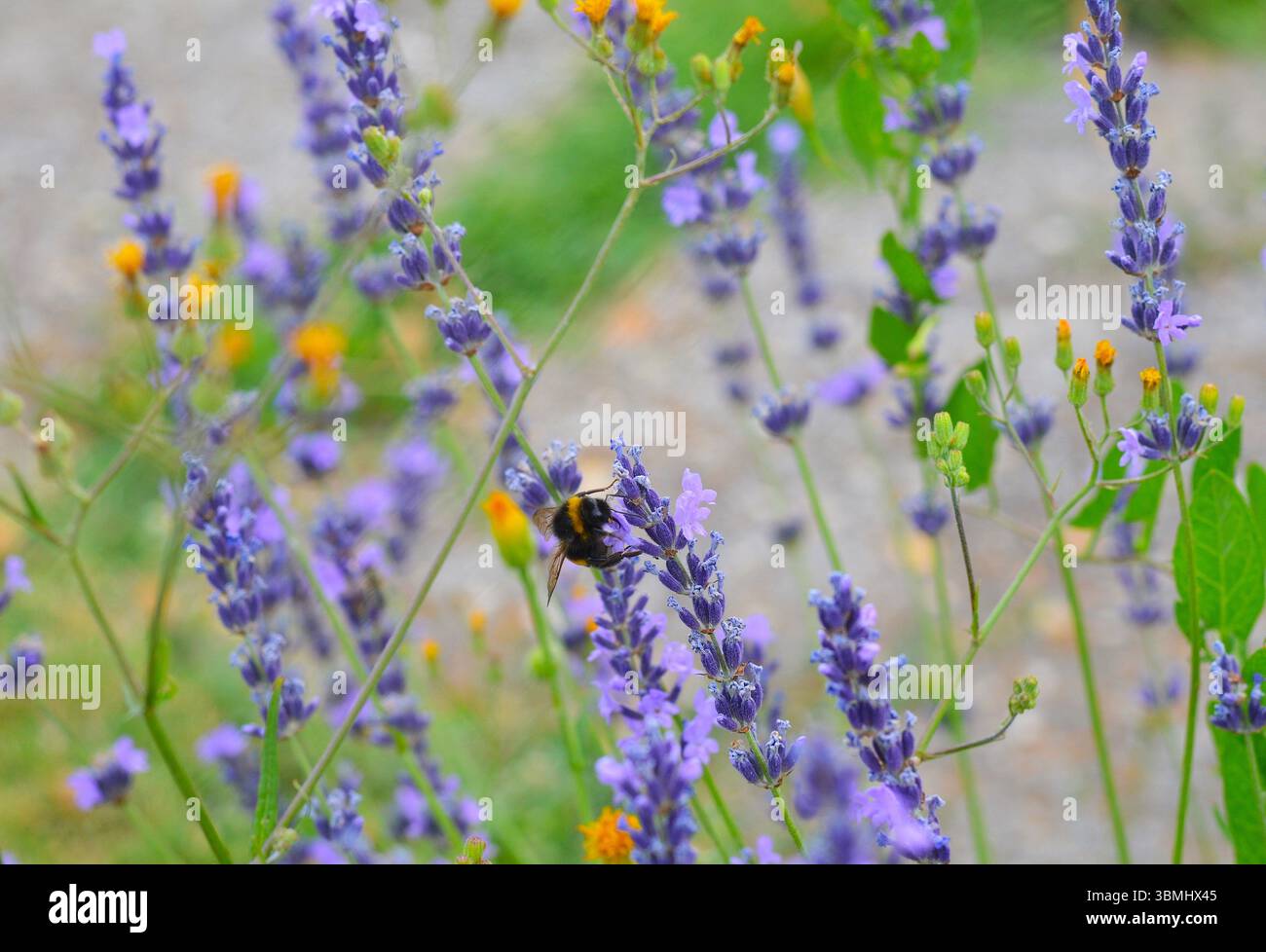Pollination potential hi-res stock photography and images - Alamy