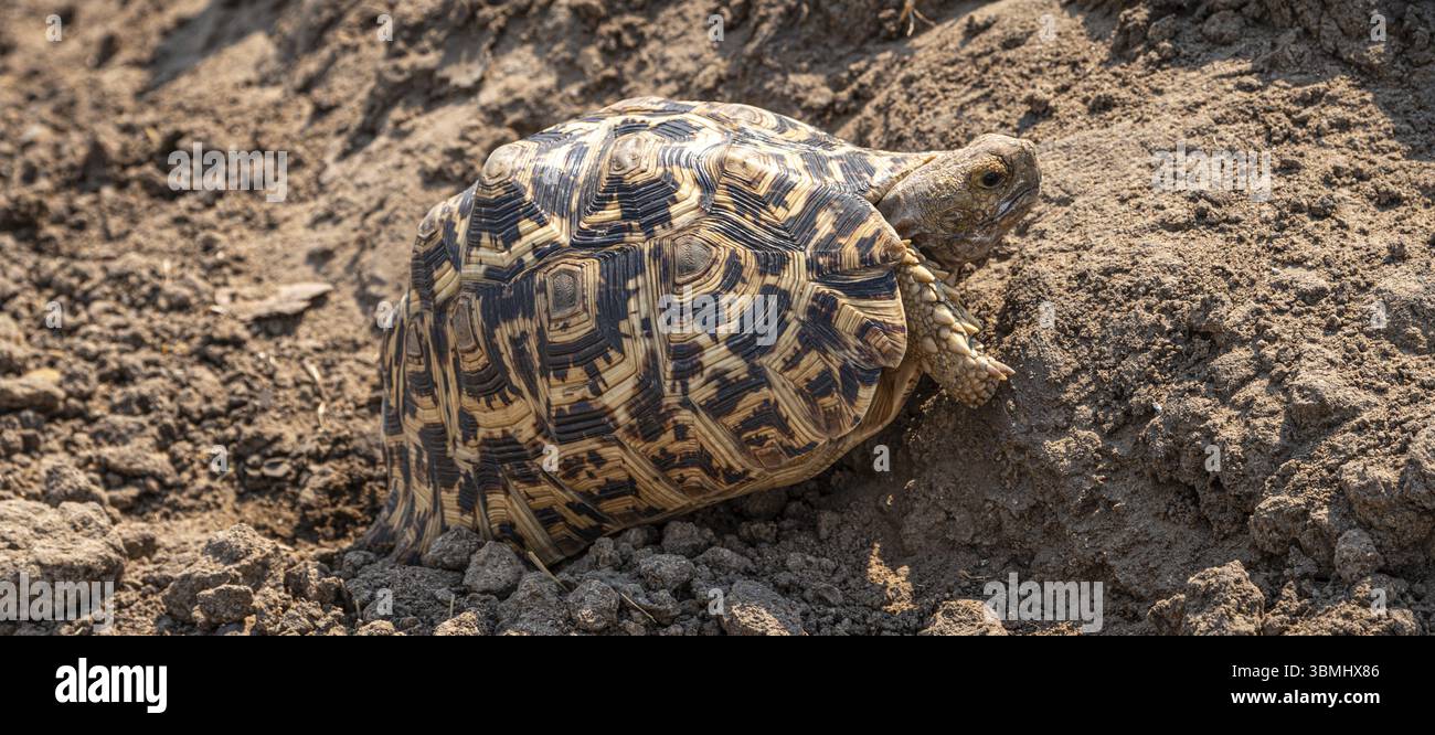 Leopard tortoise (Stigmochelys pardalis) spotted in the Hwange National ...