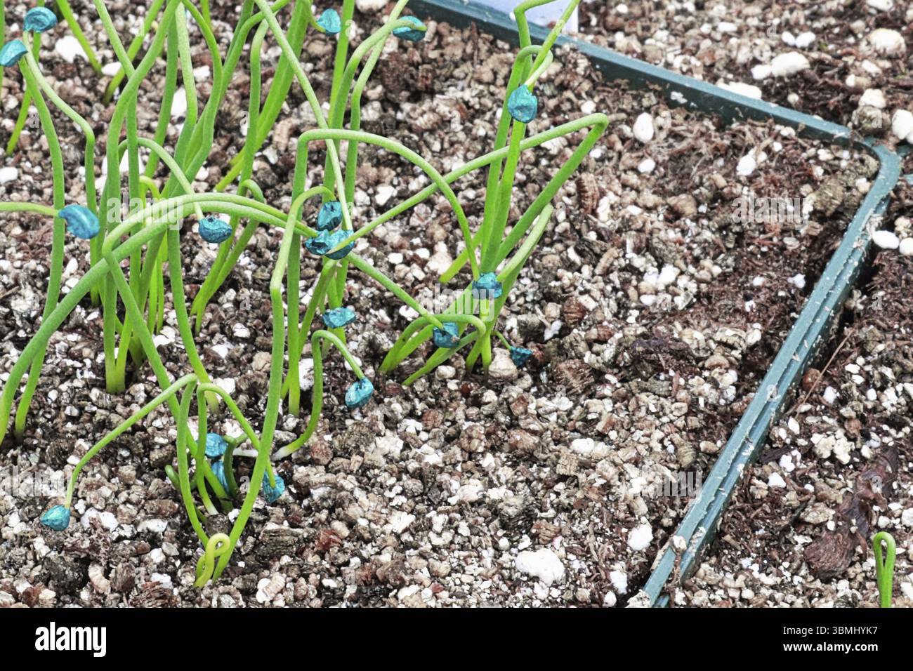 Tiny onion seedlings sprout in nursery pots Stock Photo - Alamy