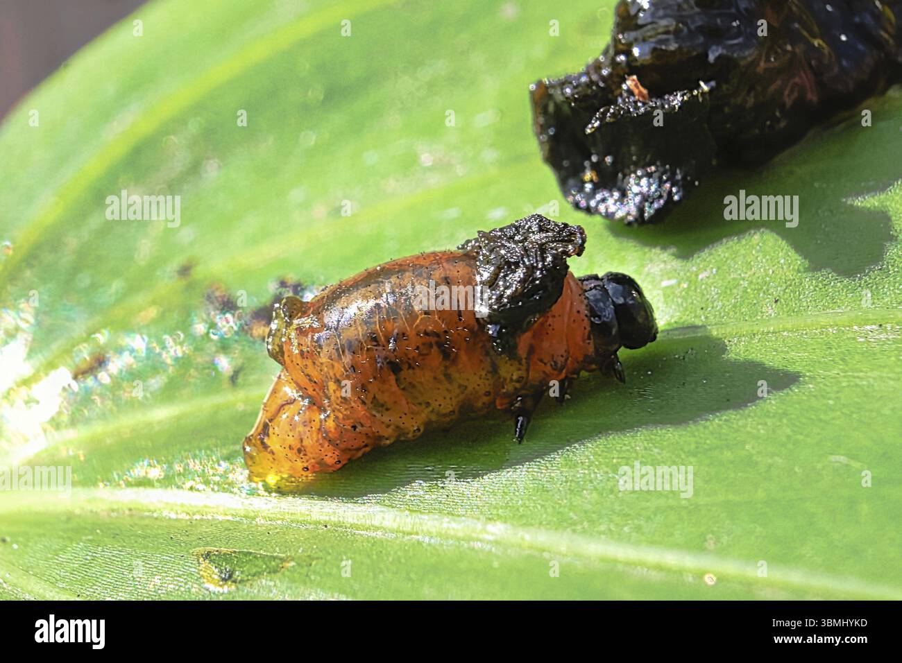 A red scarlet lily beetle larva crawling on a leaf Stock Photo - Alamy