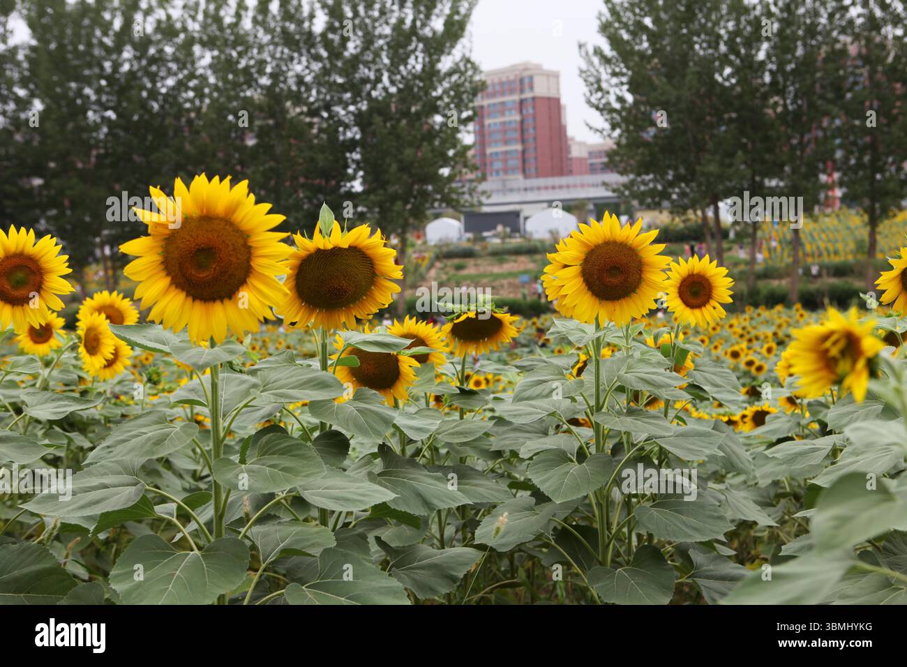 Sunflowers are in full bloom in Xi'an City, northwest China's Shaanxi ...