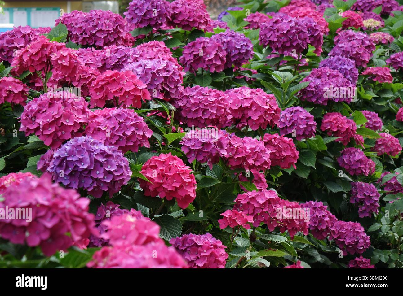 Hydrangea flowers are in full bloom in Qingdao City, east China's ...