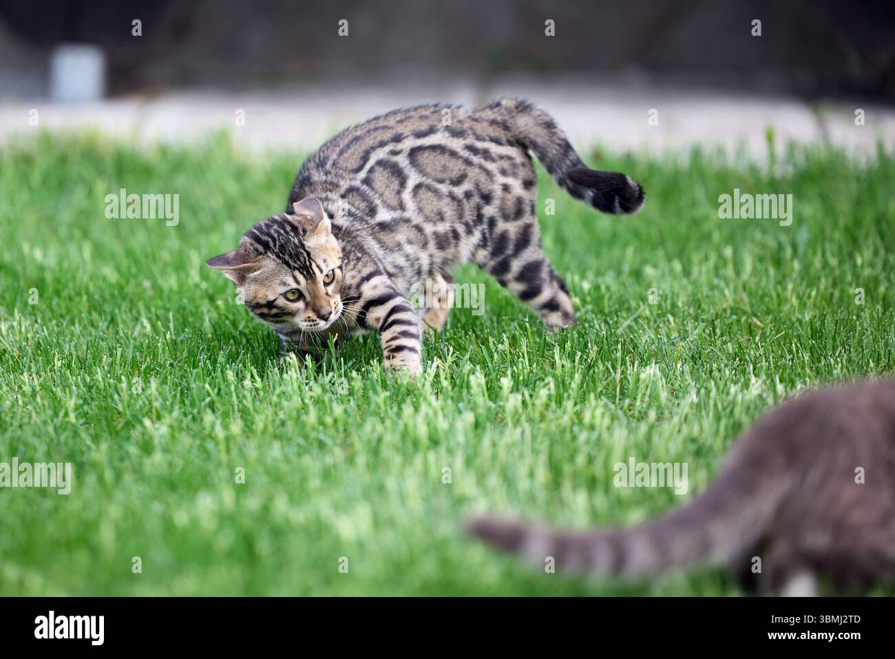 A gray tabby cat and a Bengal kitten face off on a grassy field. Both ...