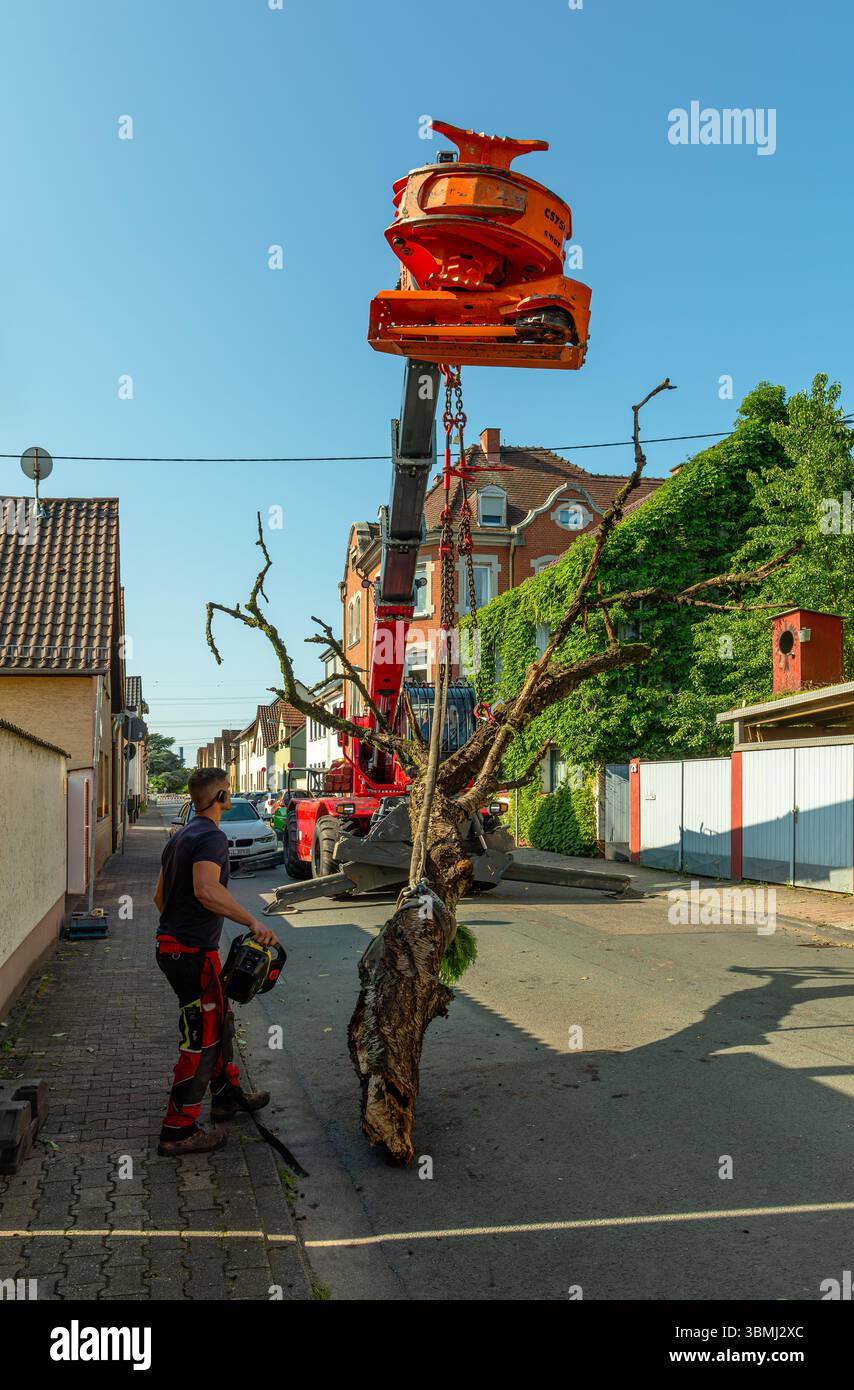 Removal of a fallen tree after a storm Stock Photo - Alamy