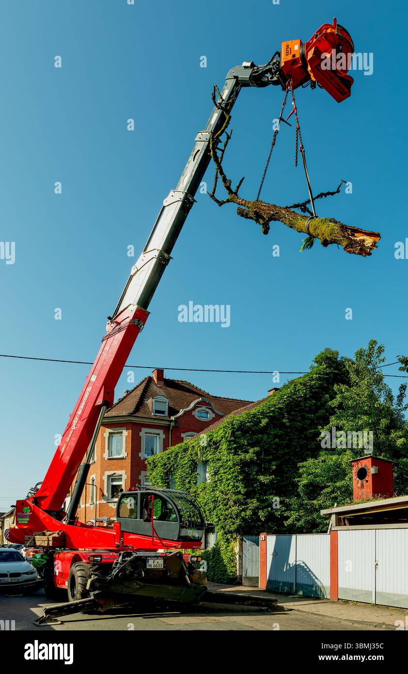 Removal of a fallen tree after a storm Stock Photo - Alamy