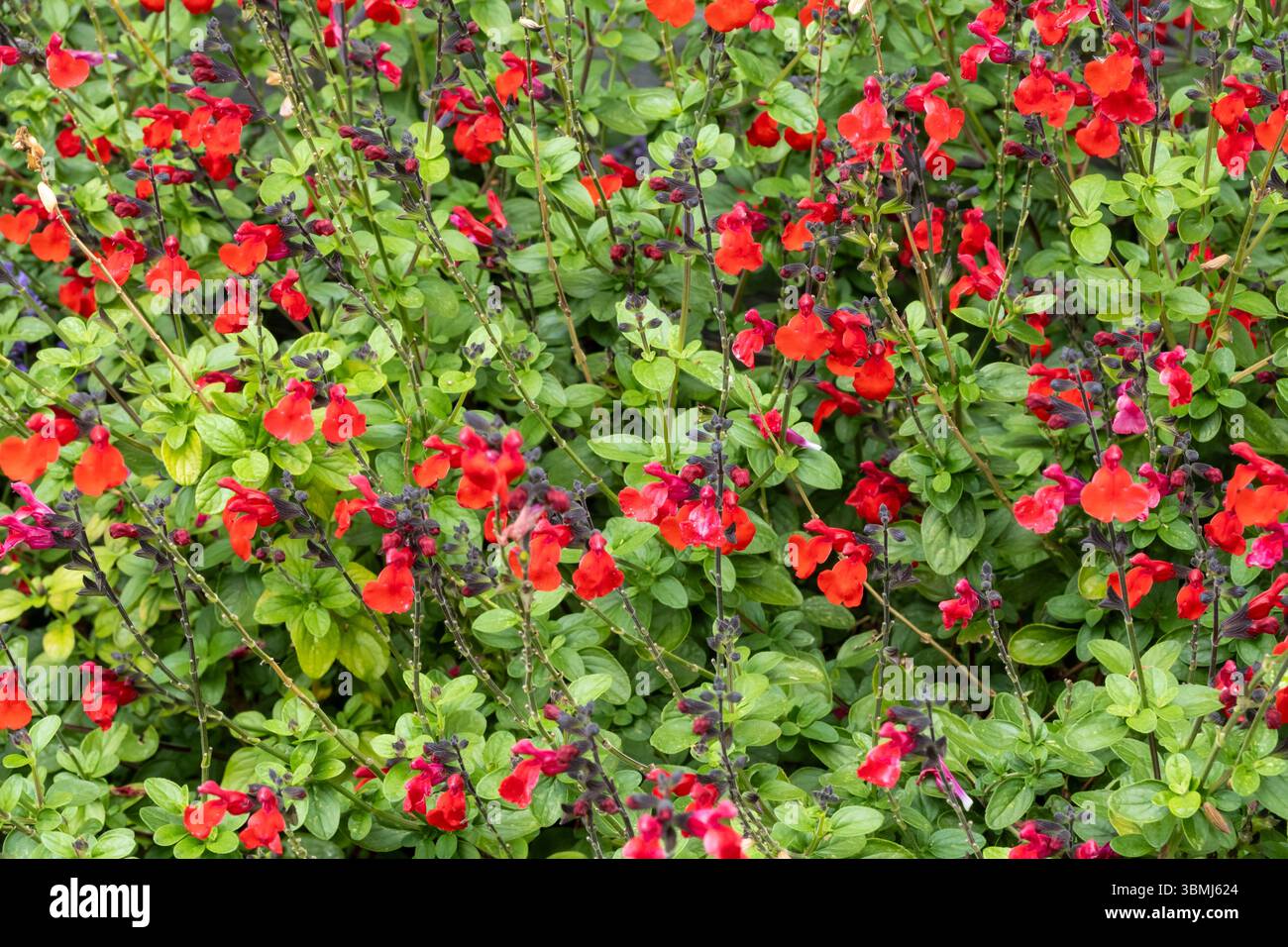 Salvia microphylla royal bumble flowering in early summer, United ...