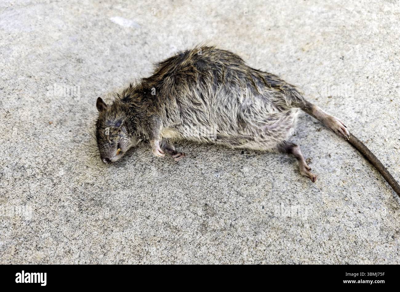 Dead mammal hi-res stock photography and images - Alamy