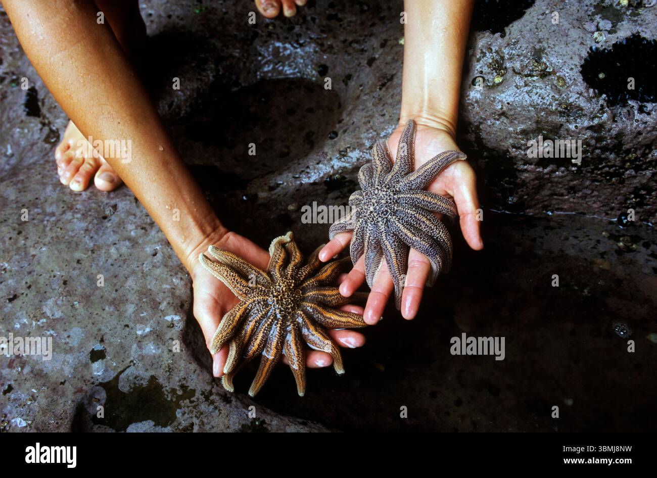 A young woman holds two Sunflower Starfish(Pycnopedia Helianthoides ...