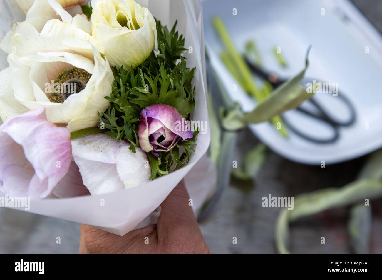 Hand holding wrapped bouquet of anemones beside garden scissors Stock ...