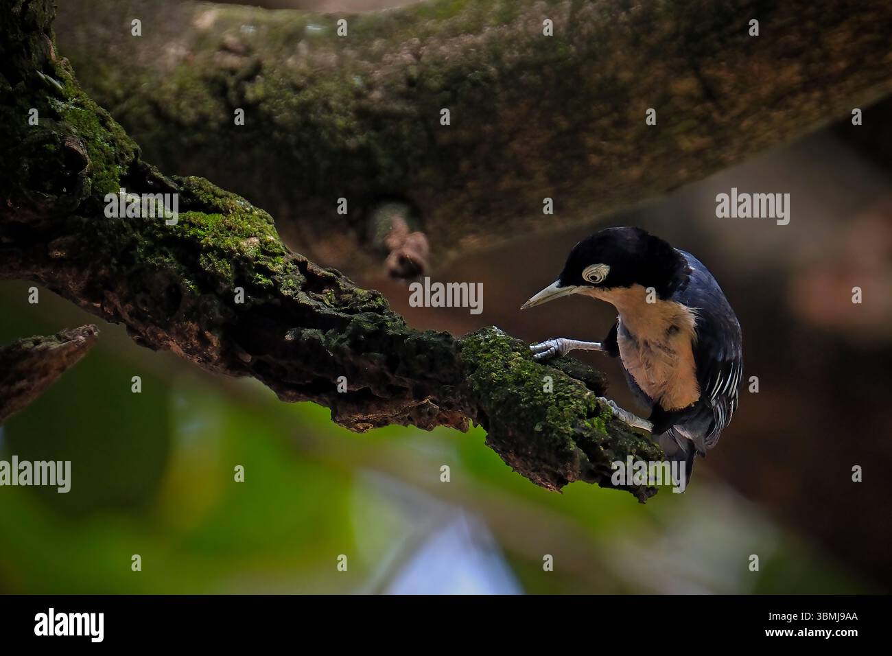 The blue nuthatch (Sitta azurea) is a species of bird Stock Photo - Alamy
