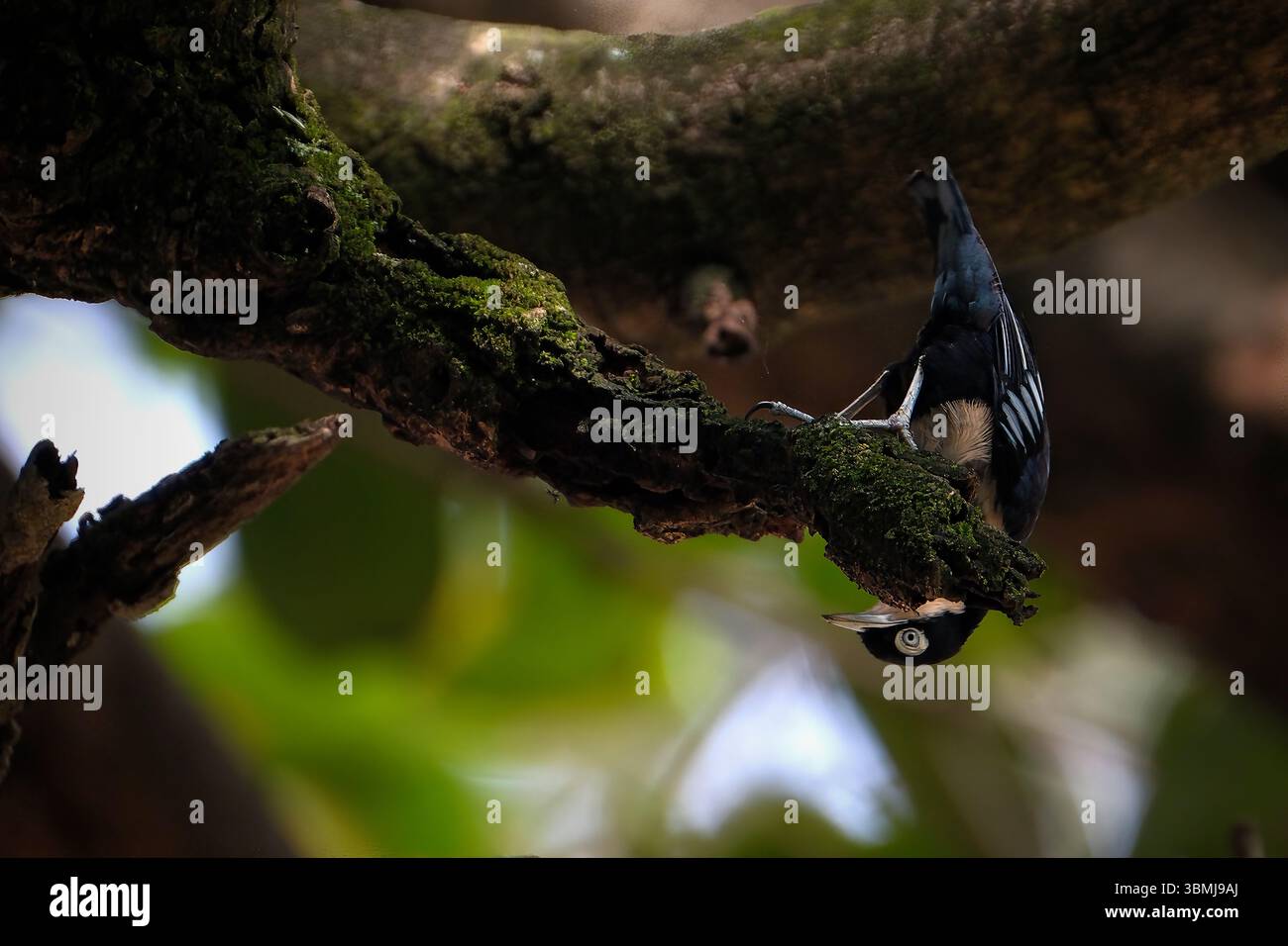 The blue nuthatch (Sitta azurea) is a species of bird Stock Photo - Alamy