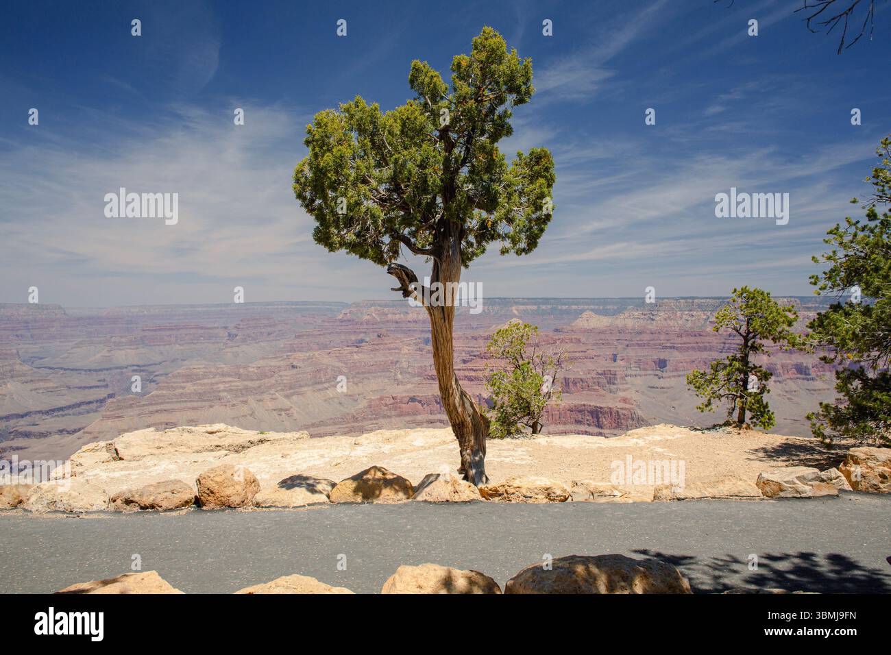 Juniper tree centered at Grand Canyon outlook Stock Photo - Alamy
