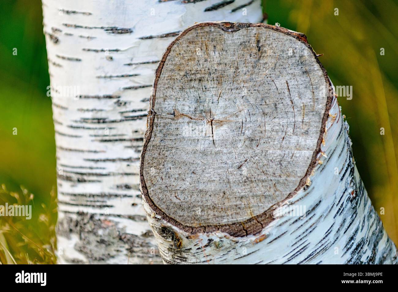 Tree stump reveals hi-res stock photography and images - Alamy