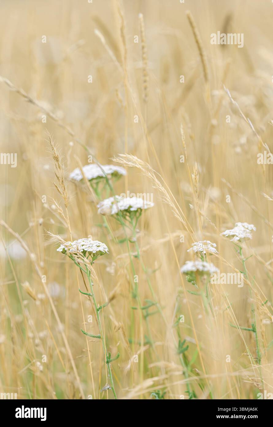 Common yarrow flowering in dried long grasses on the Mendip hills in ...