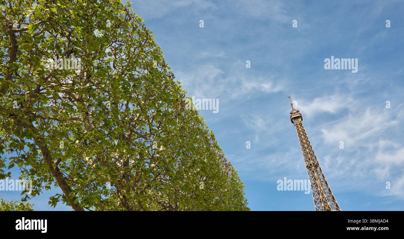 Eiffel tower emerging from lush green canopy in paris Stock Photo - Alamy