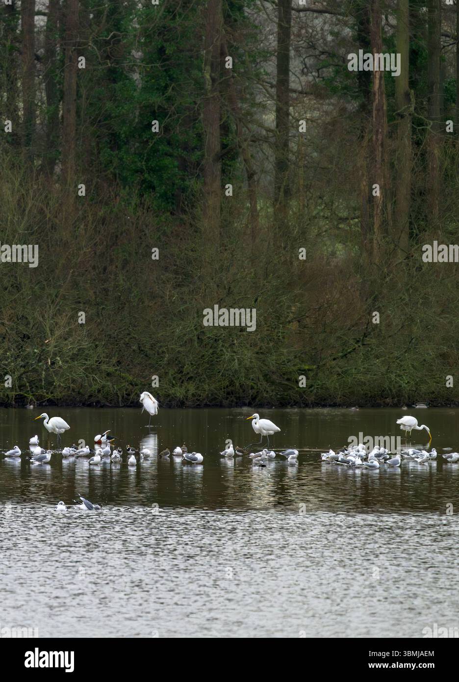 Gathering of birds in winter at Chew Valley Lake, including Great white ...