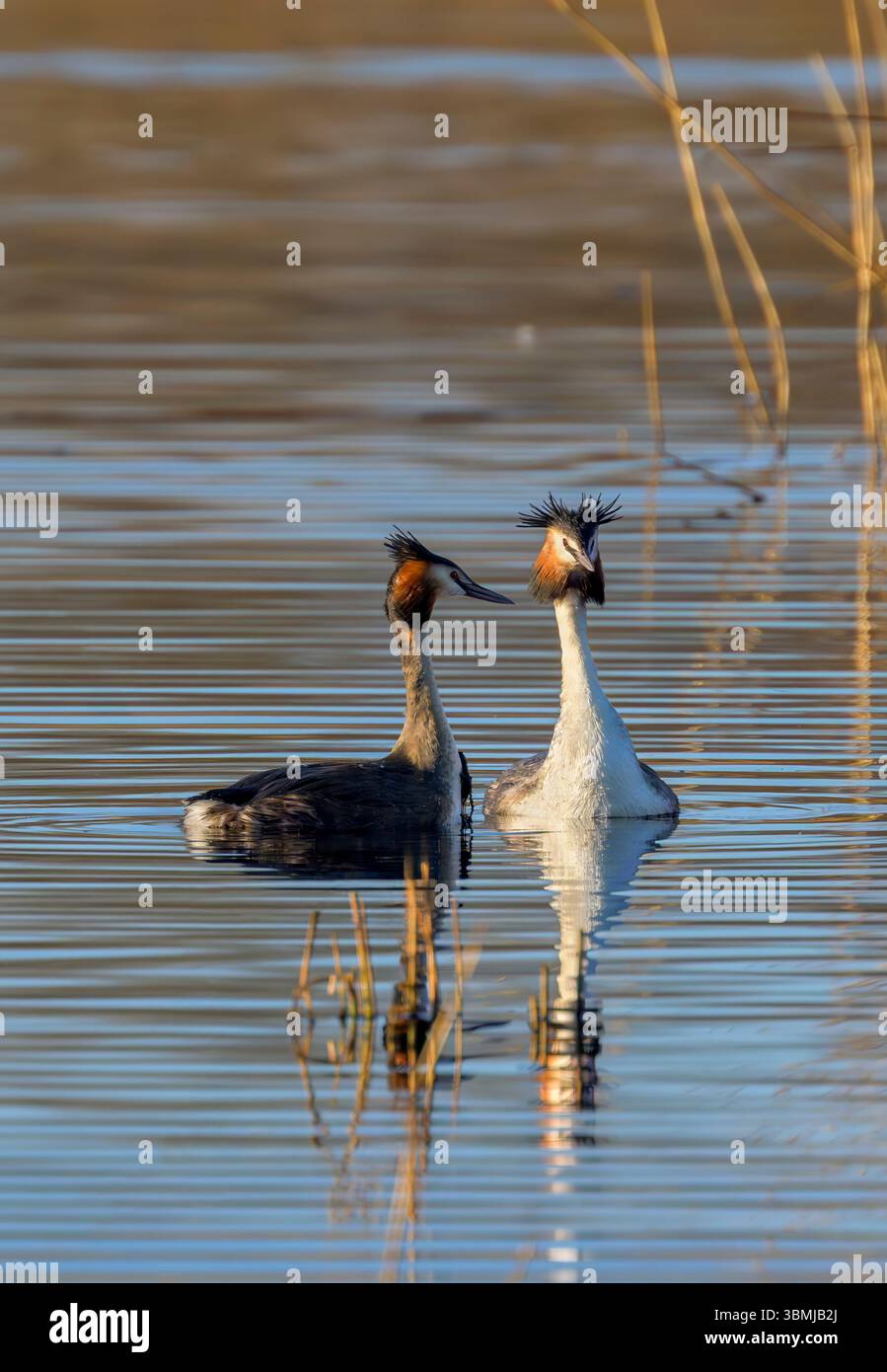 A Pair of Great crested Grebes in mating season swimming on the ...