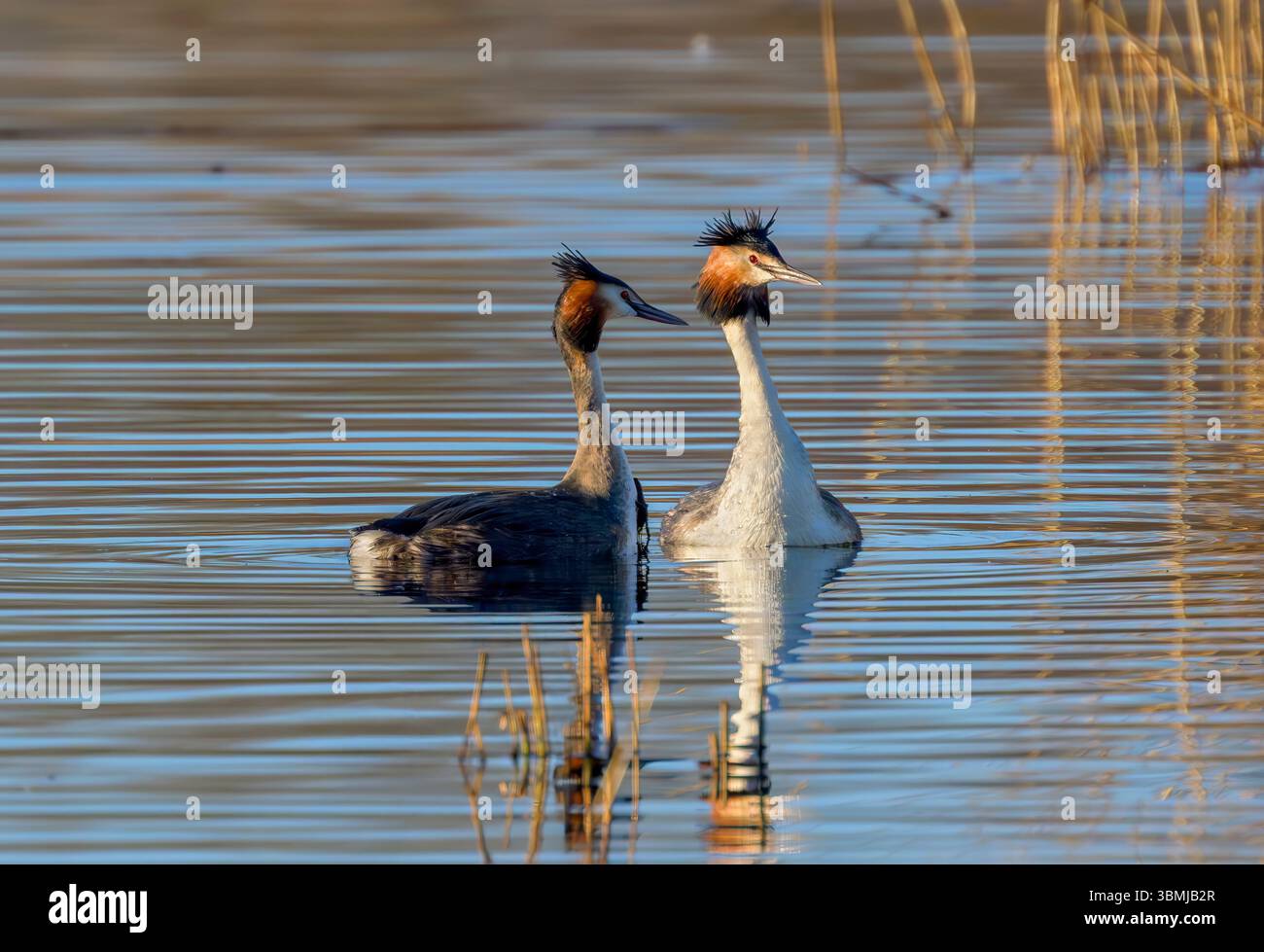 A Pair of Great crested Grebes in mating season swimming on the ...