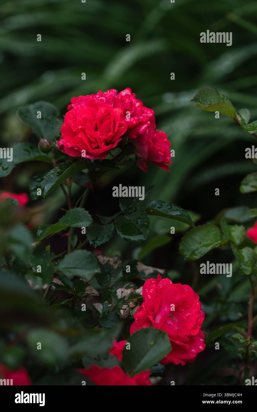 Pink roses lush flowers close up hi-res stock photography and images ...