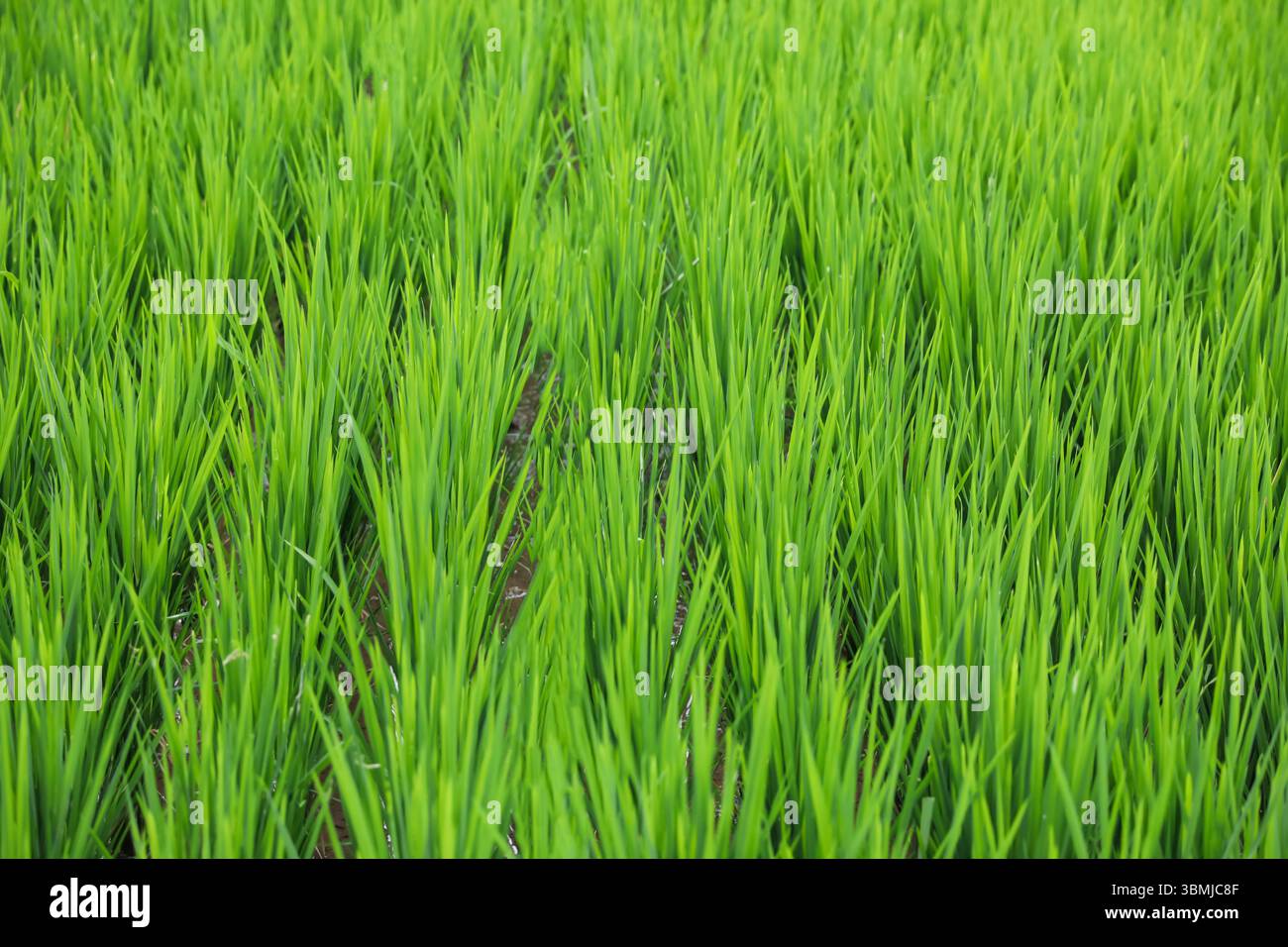 Rice plants ripening in paddy field, closeup Stock Photo - Alamy