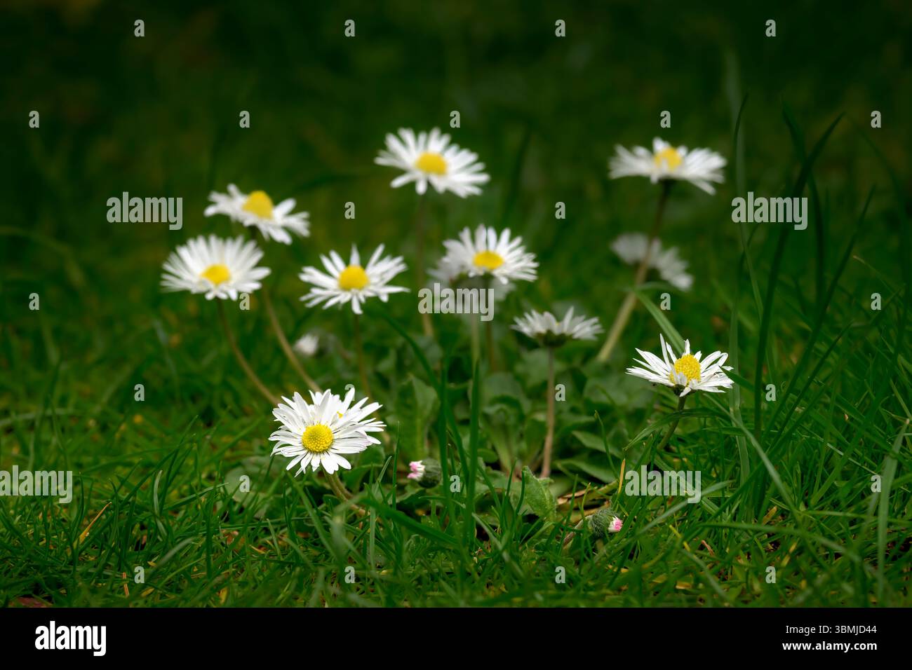The Common Daisy, Bellis perennis in flowering amongst grass in Spring ...