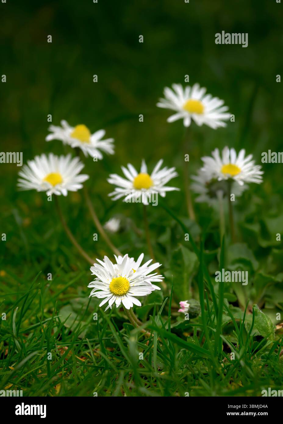The Common Daisy, Bellis perennis in flowering amongst grass in Spring ...