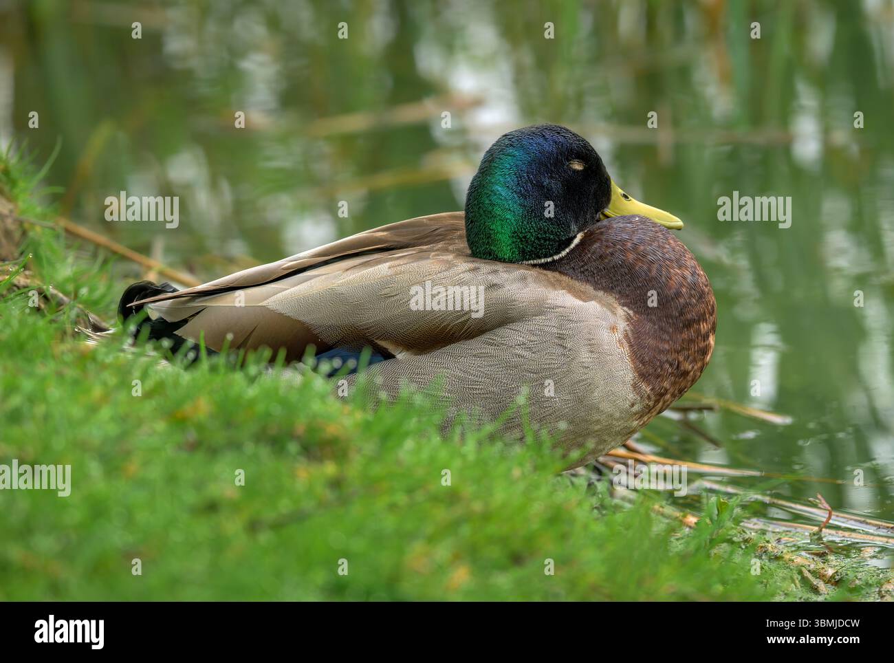 Adult male Mallard duck with eyes closed sleeping by edge of lake on ...