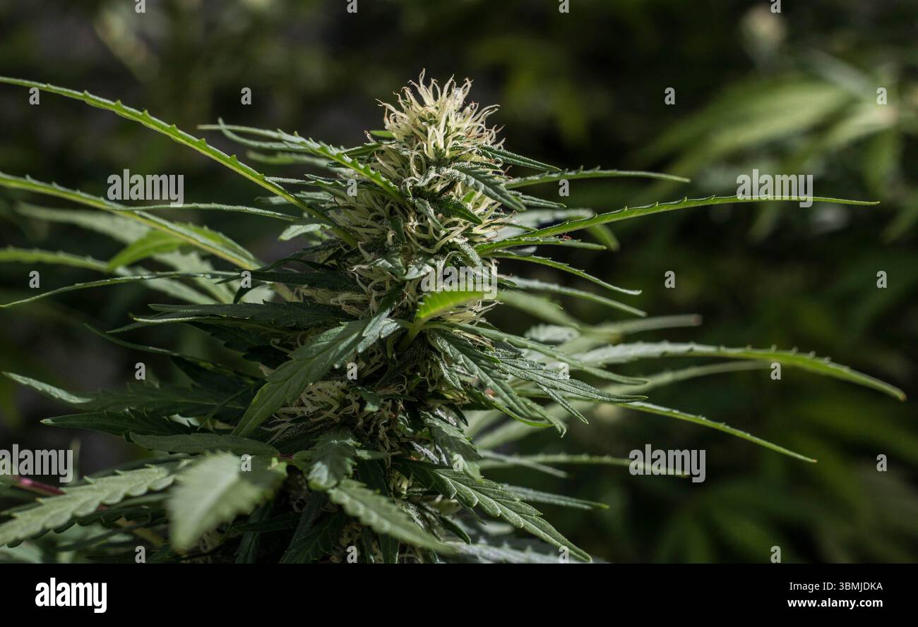 macro photograph of a marijuana plant in flowering period, you can see ...